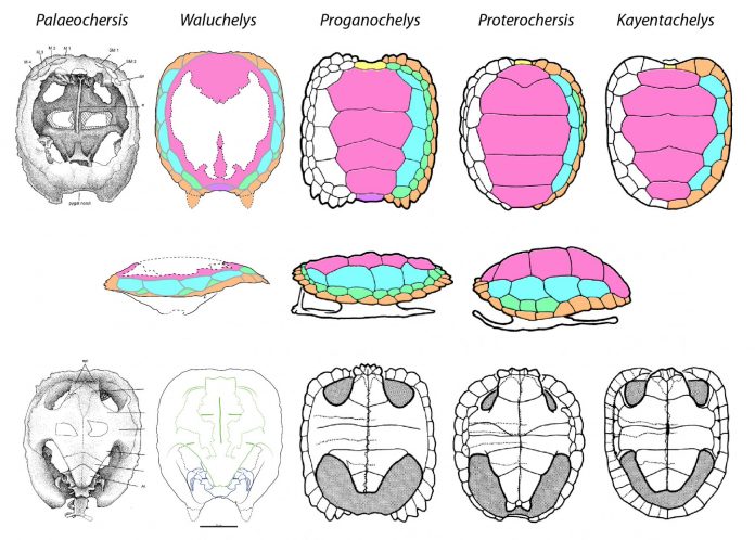 Descubren una nueva especie de tortuga de unos 205 millones de años de ...