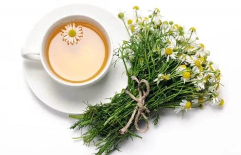 Plantas medicinales: para qué sirve la manzanilla - EL DEBATE