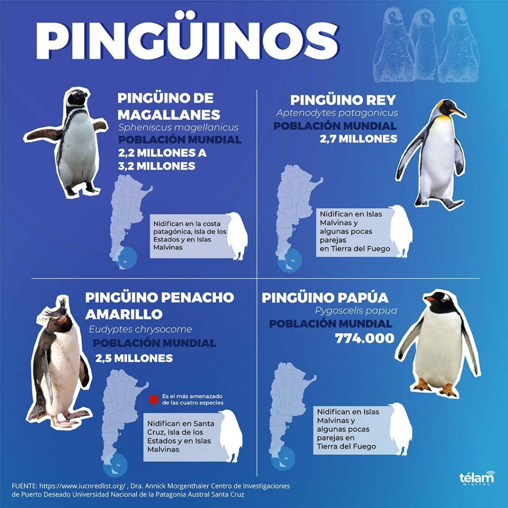 El pingüino de Magallanes, una de las aves marinas más abundantes que ...