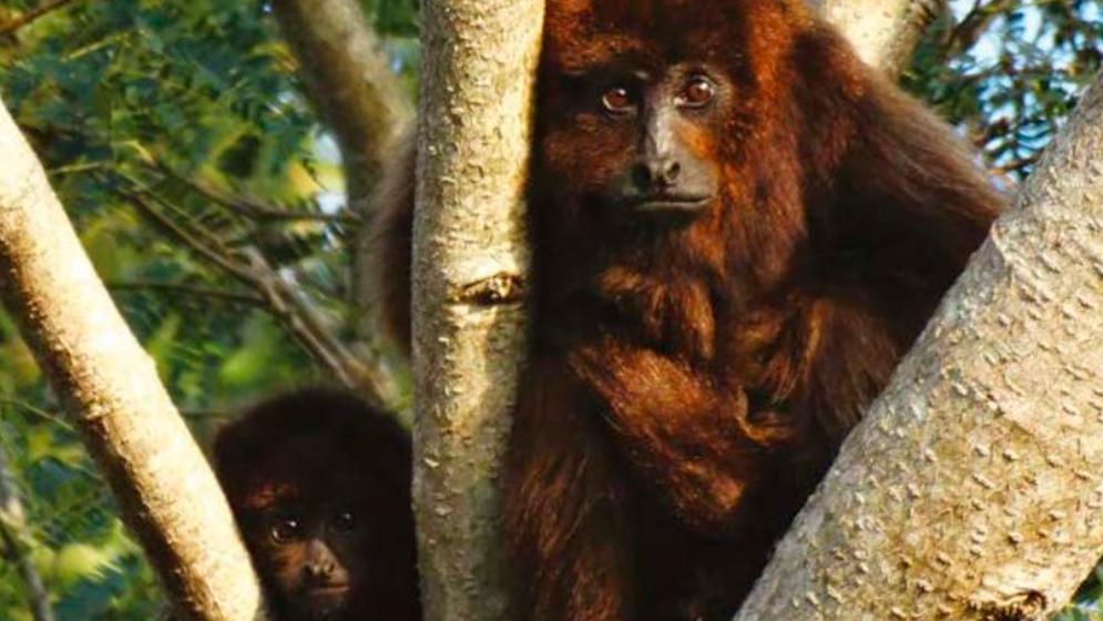 Sólo el 7% del territorio en el que habitan los cinco primates de ...