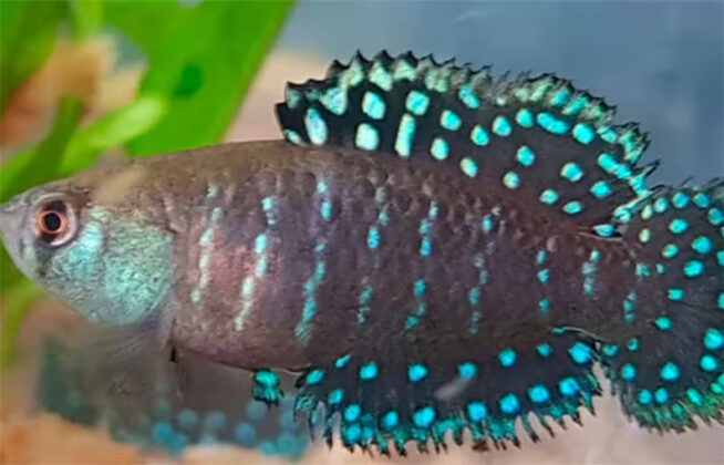 Científicos argentinos descubrieron una nueva especie de pez “killi ...