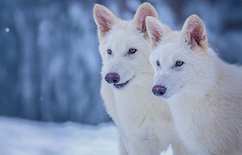 El misterio detrás de los cachorros híbridos del lobo terrible: ADN ...