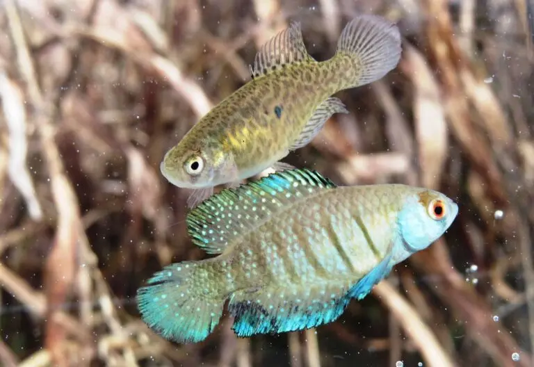 Hallan nueva especie de “killie” gigante, un pez que vive en charcos y aporta valiosa ...