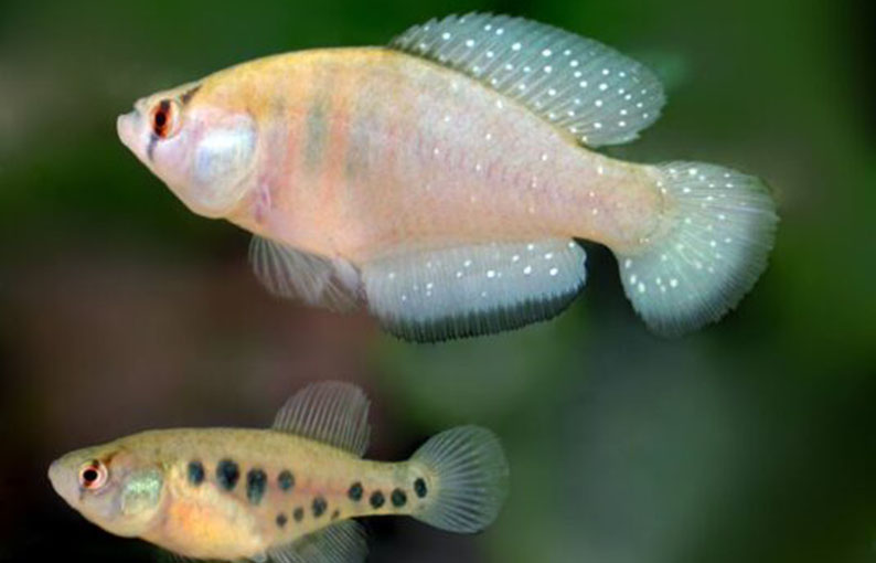 Hallan nueva especie de “killie” gigante, un pez que vive en charcos y aporta valiosa ...